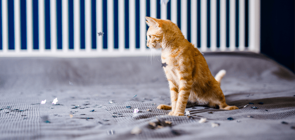 Why Does My Cat Keep Kicking Litter Out of the Box? - Fluff And Buff ...